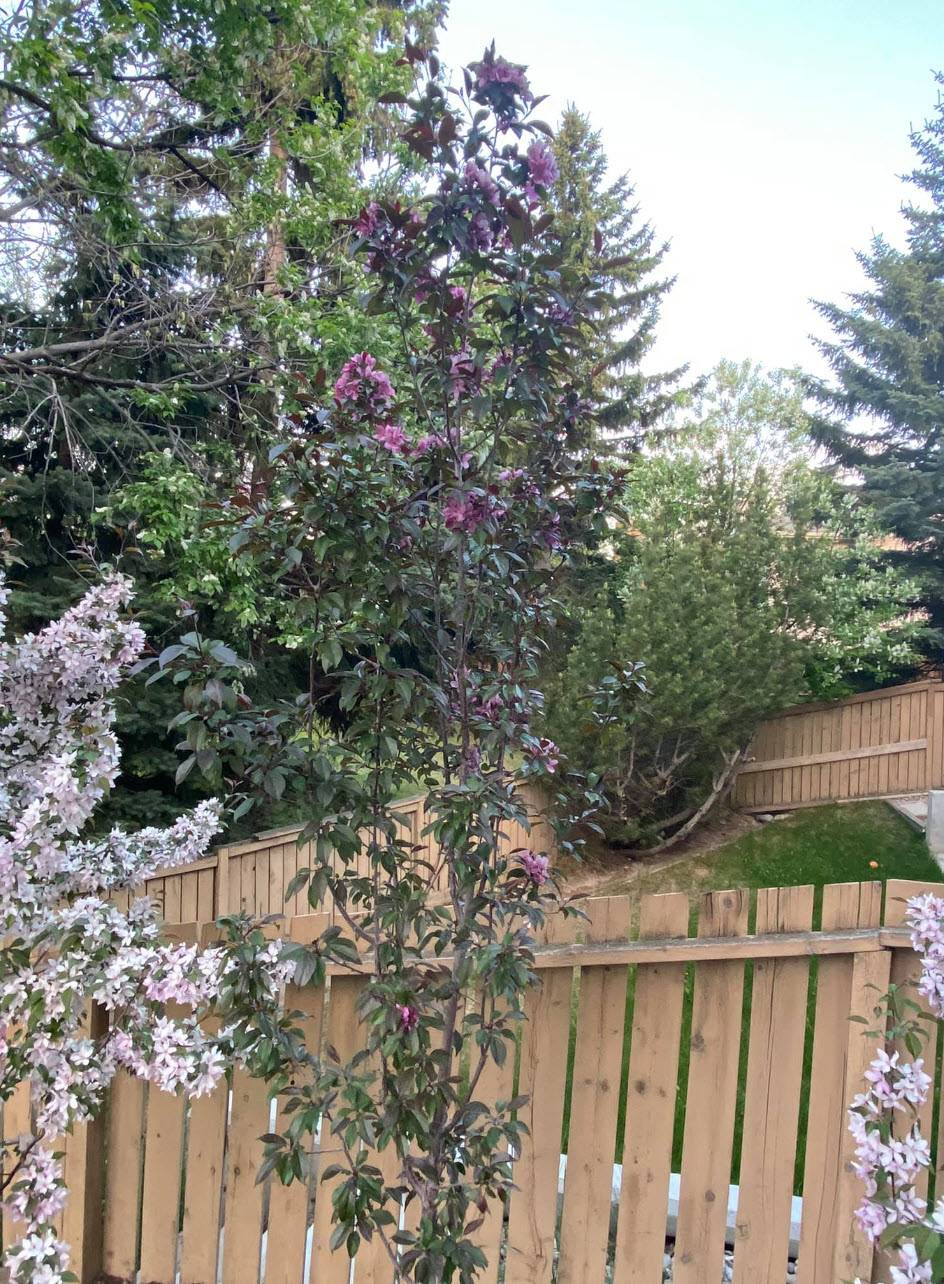 Malus astringens 'Durleo' - Gladiator Crabapple | PlantMaster