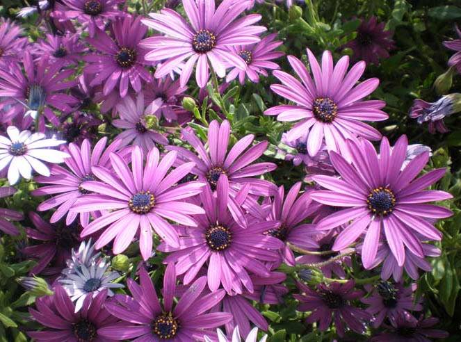 Dimorphotheca ecklonis - Purple African Daisy | PlantMaster