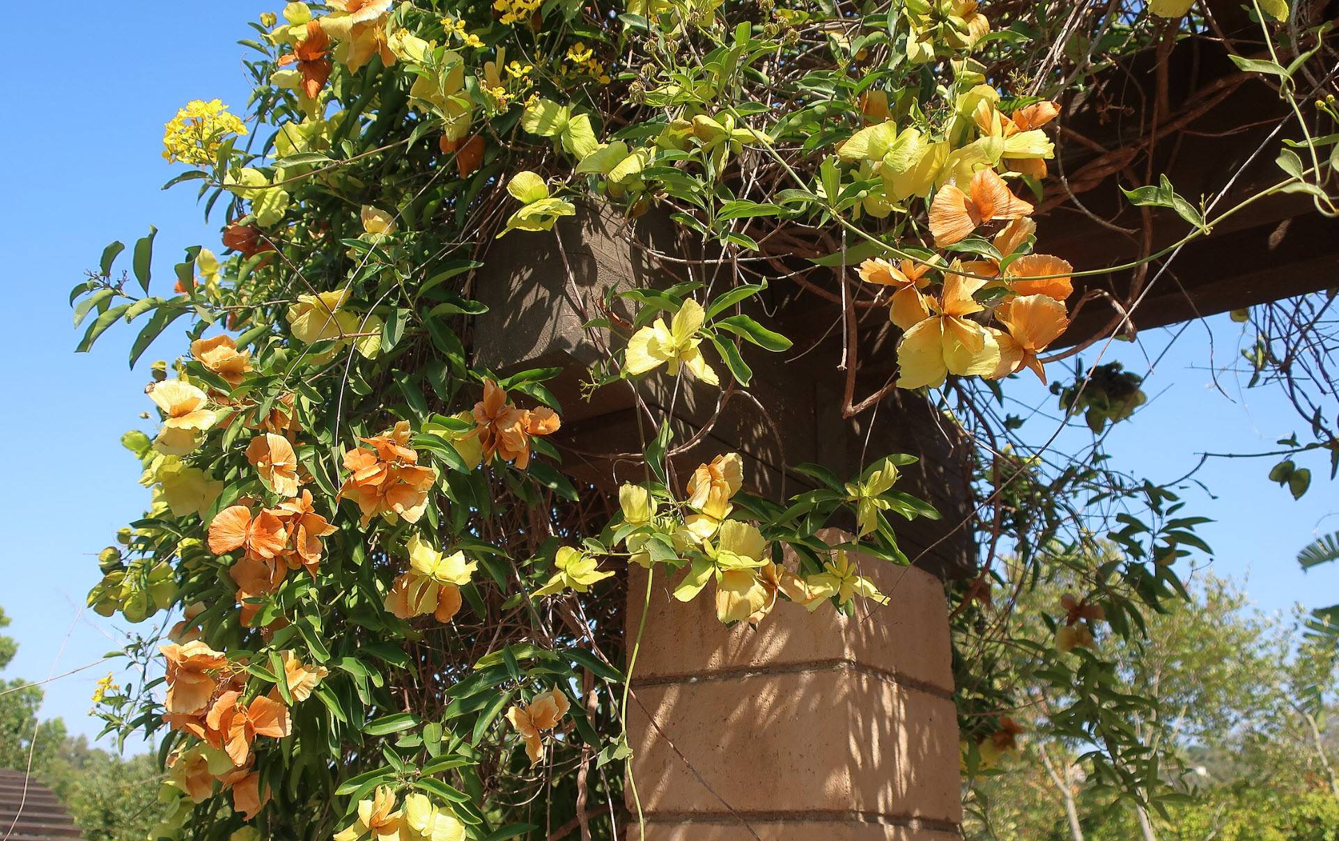 Mascagnia macroptera - Butterfly Vine | PlantMaster