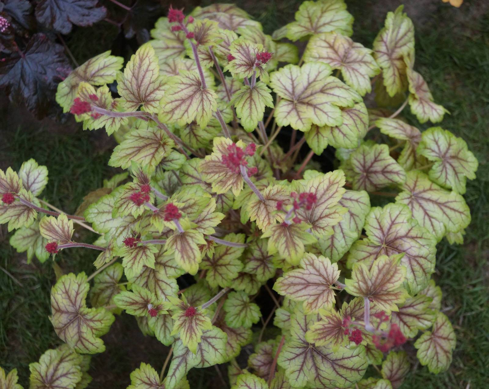 Heuchera ‘Circus’ - Circus Coral Bells | PlantMaster