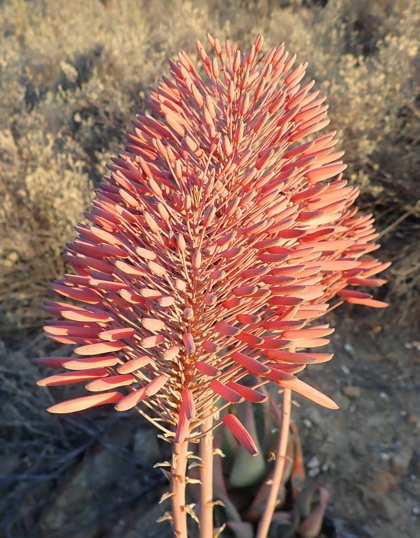 Aloe comptonii - Red Mitre Aloe | PlantMaster
