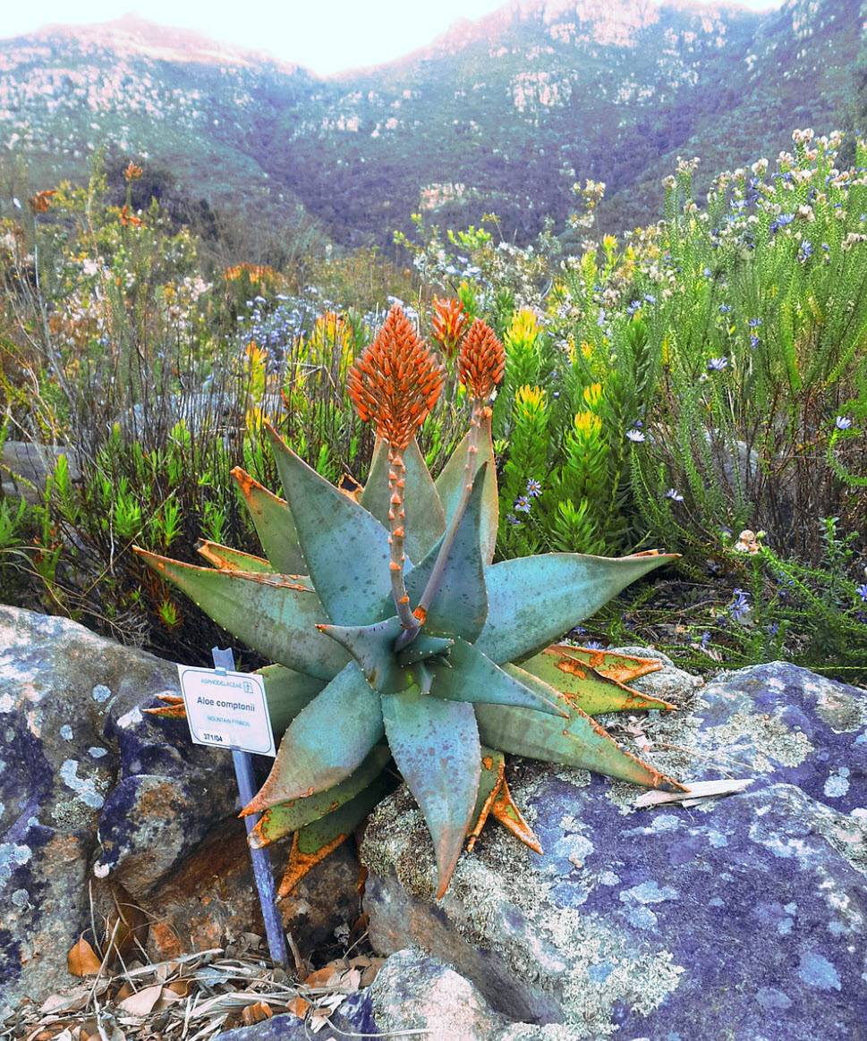 Aloe comptonii - Red Mitre Aloe | PlantMaster