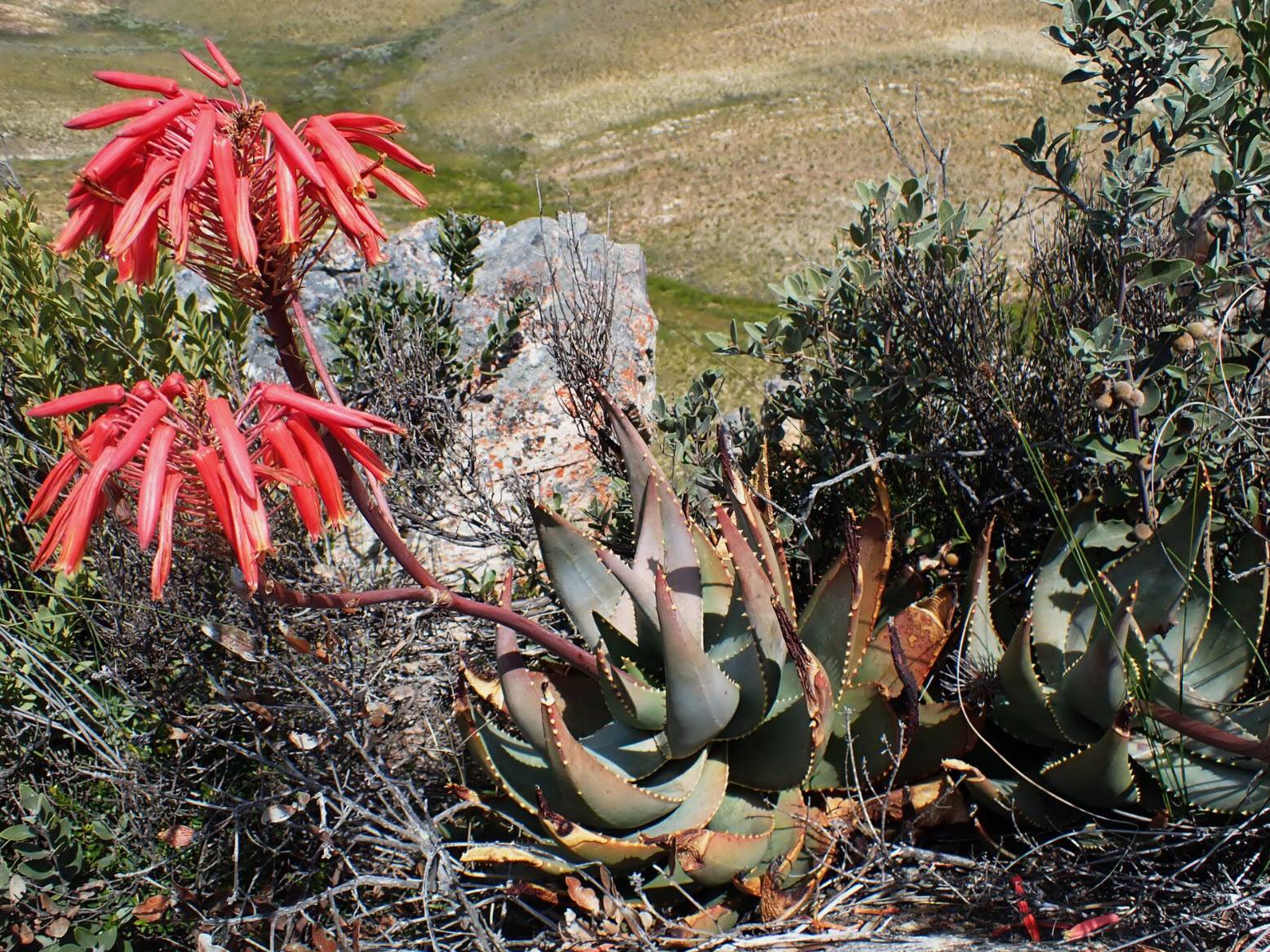 Aloe comptonii - Red Mitre Aloe | PlantMaster