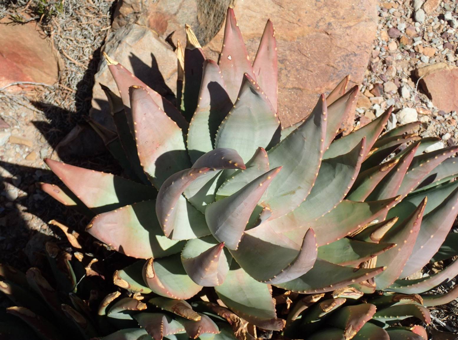 Aloe comptonii - Red Mitre Aloe | PlantMaster
