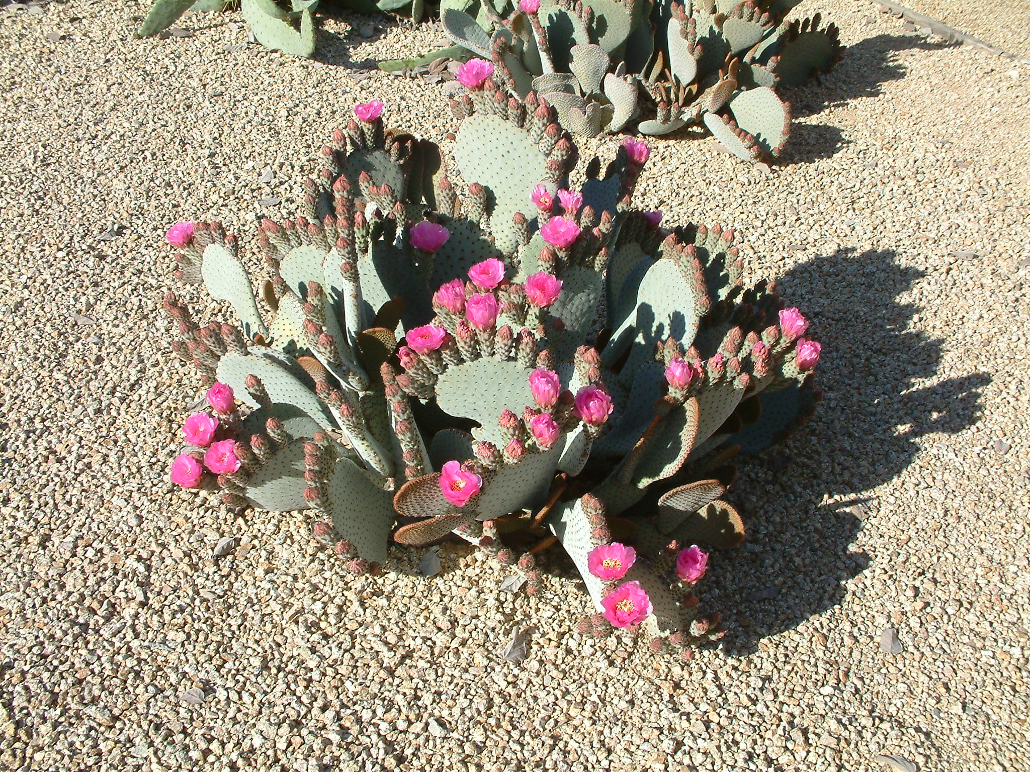 Opuntia cvs. - Opuntia cultivars | PlantMaster