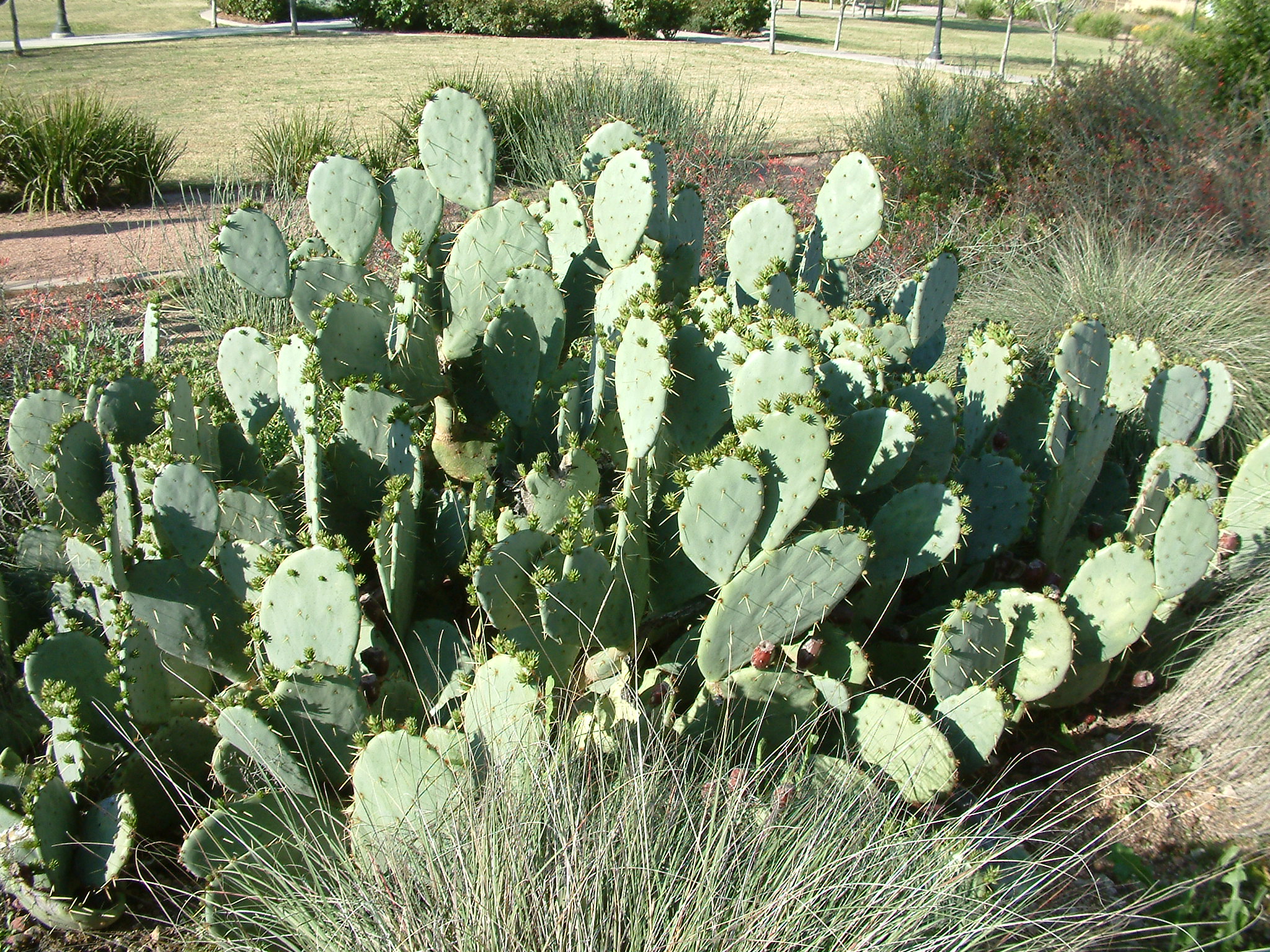 Opuntia cvs. - Opuntia cultivars | PlantMaster