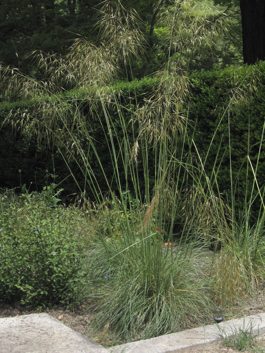 Stipa Gigantea