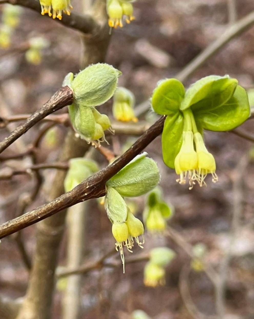 Dirca palustris - Leatherwood | PlantMaster