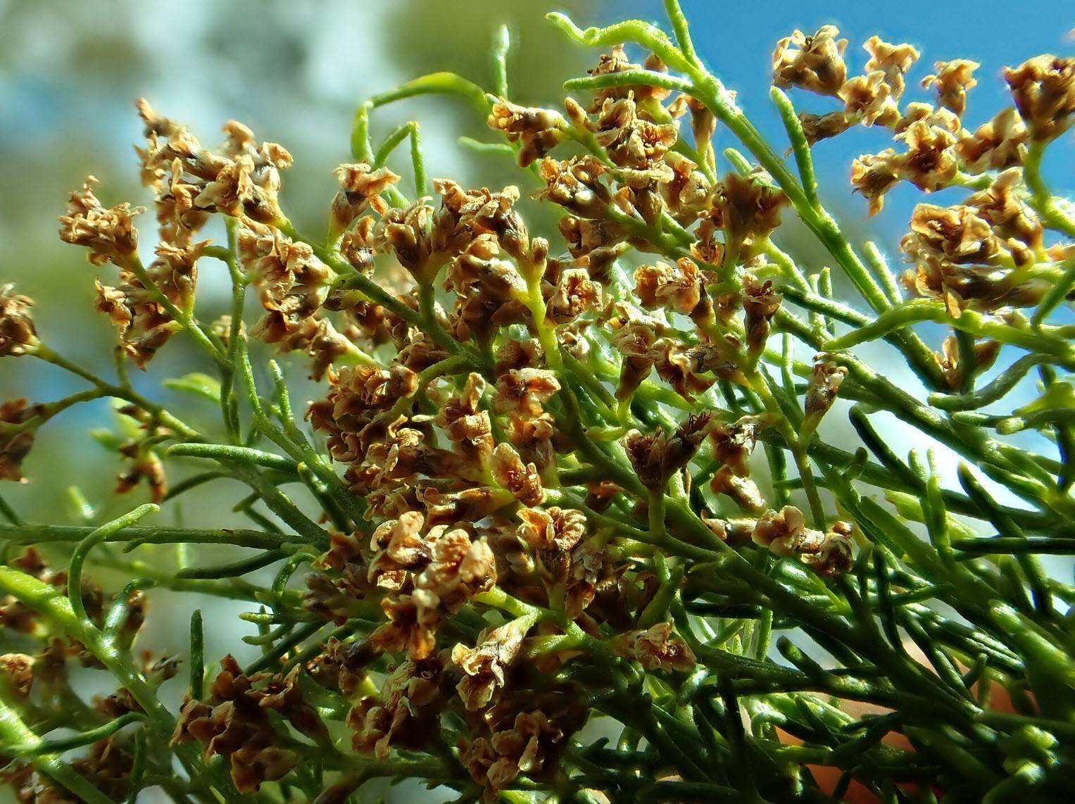 Adenostoma sparsifolium - Red Shanks | PlantMaster
