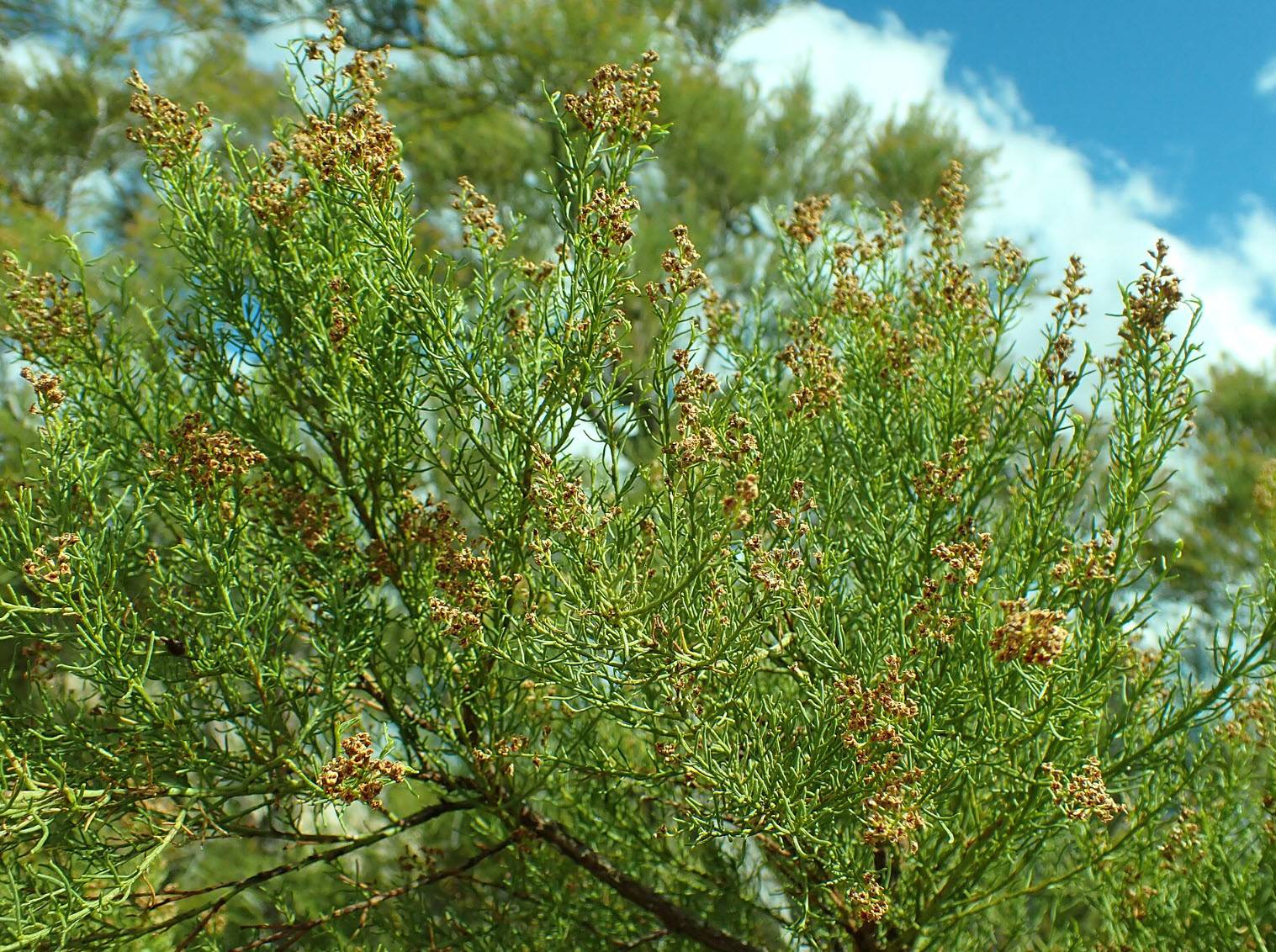 Adenostoma sparsifolium - Red Shanks | PlantMaster