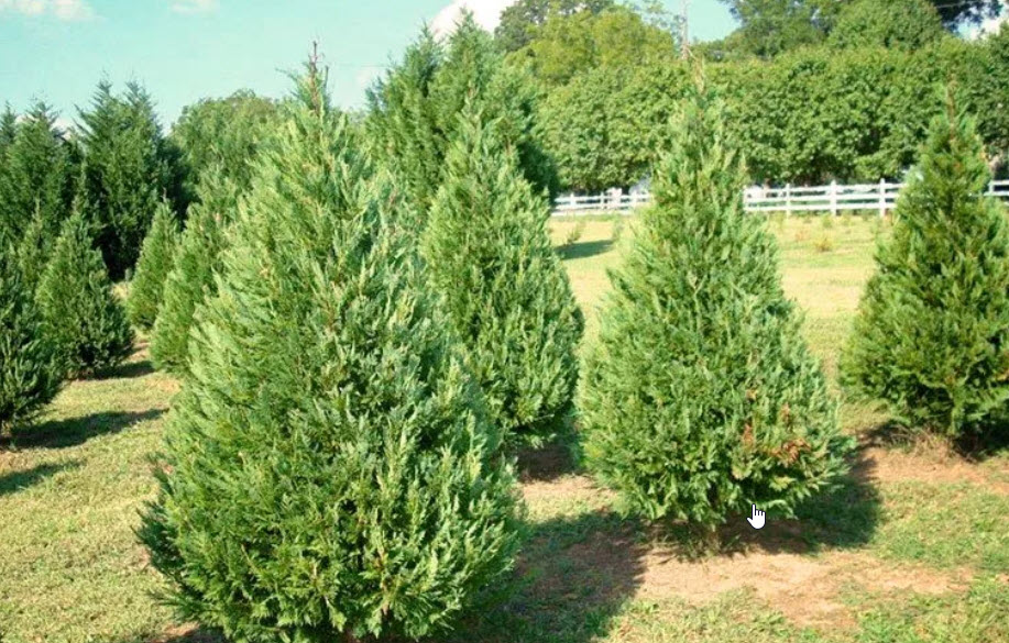 Excelsa Western Red Cedar 4 5 Feet Tall Thuja Plicata Excelsa In 5