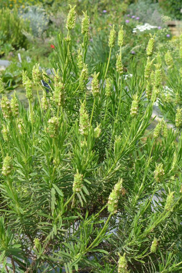 Lavandula viridis - Yellow Lavender | PlantMaster