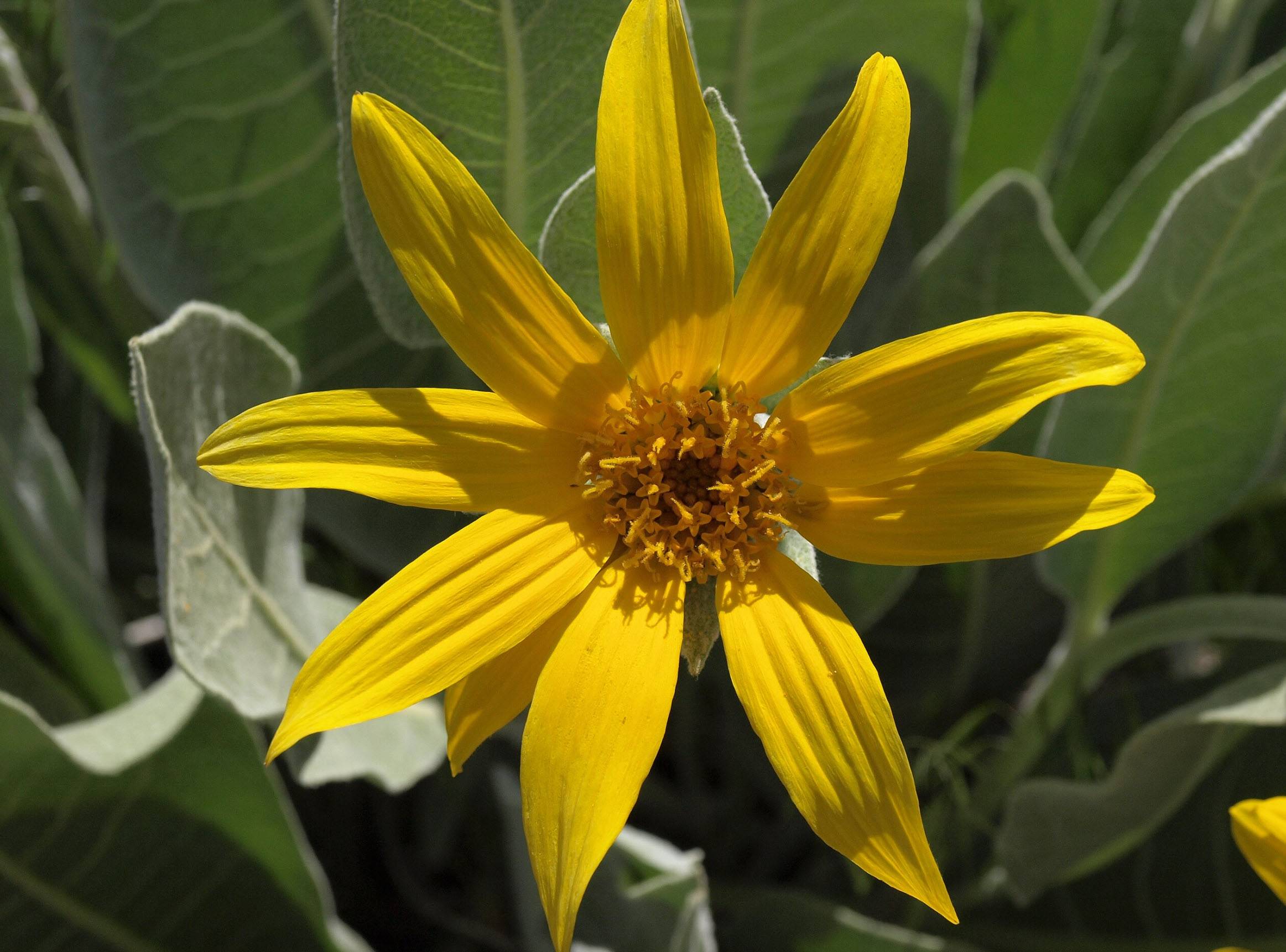Wyethia mollis - Mule Ears | PlantMaster