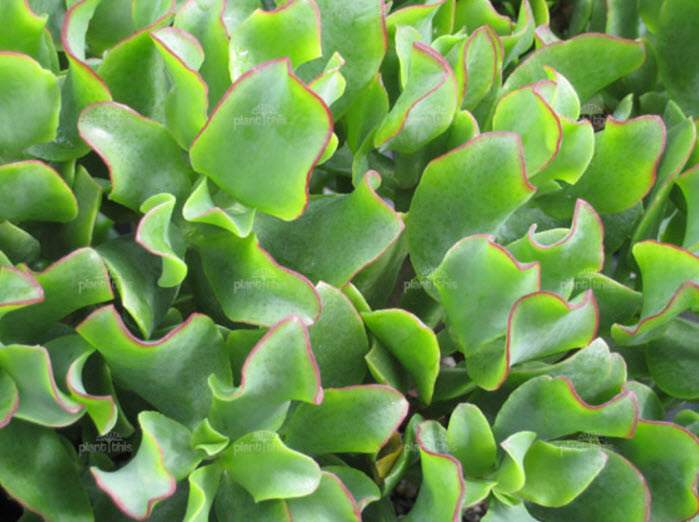 Crassula 'Ripple Jade' - Ripple Jade | PlantMaster