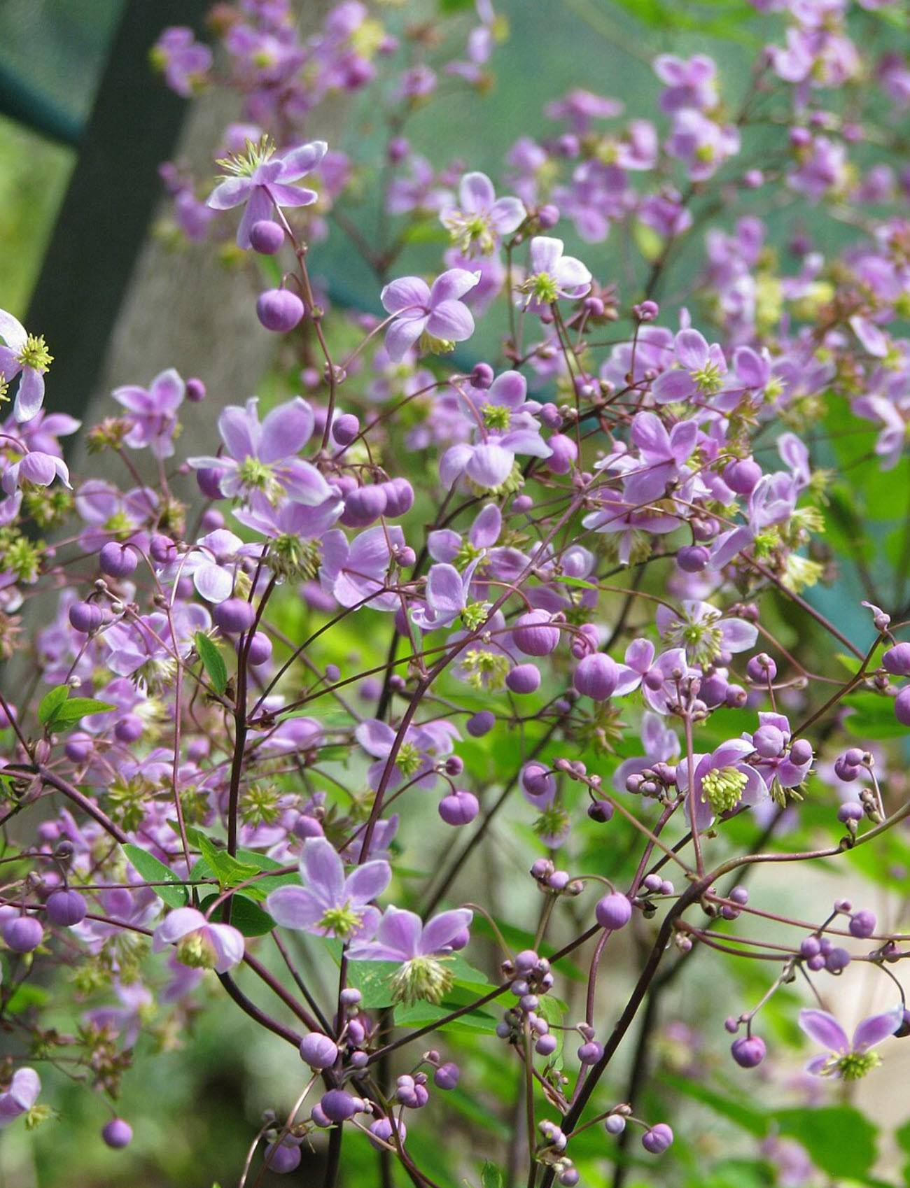 Thalictrum delavayii - Chinese Meadow Rue | PlantMaster