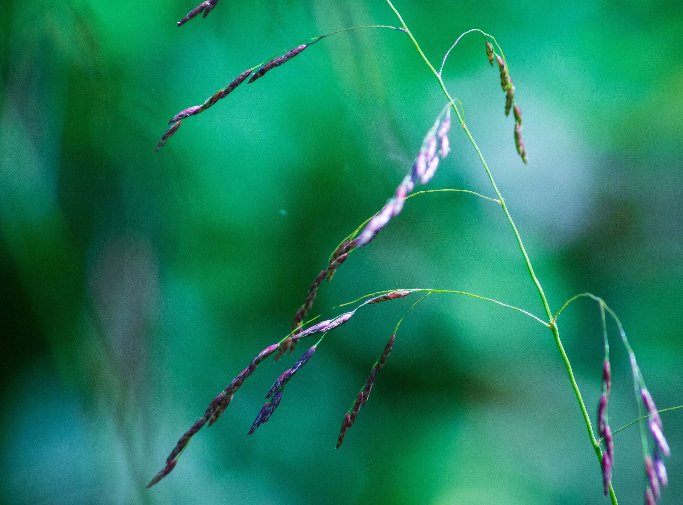 Tridens flavus - Purpletop Tridens | PlantMaster
