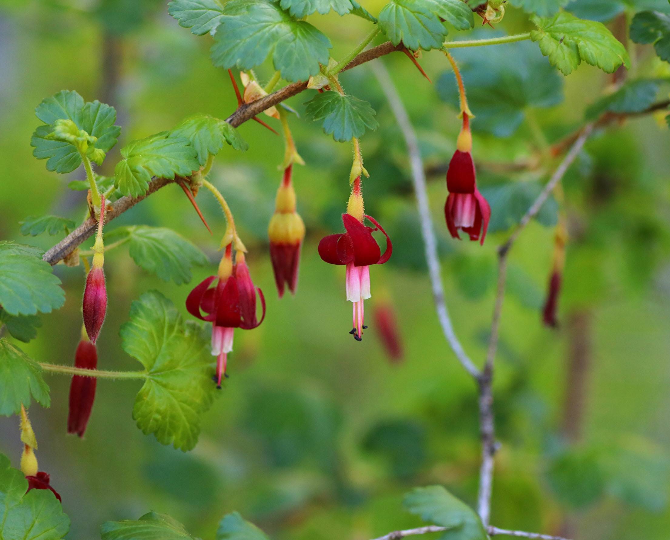 Ribes robbii - Gummy Gooseberry | PlantMaster