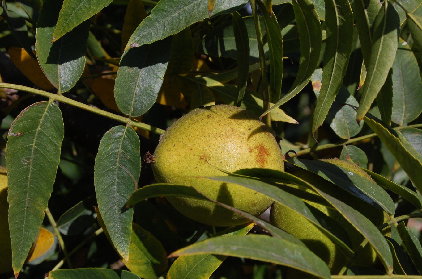 Juglans californica - California Walnut | PlantMaster