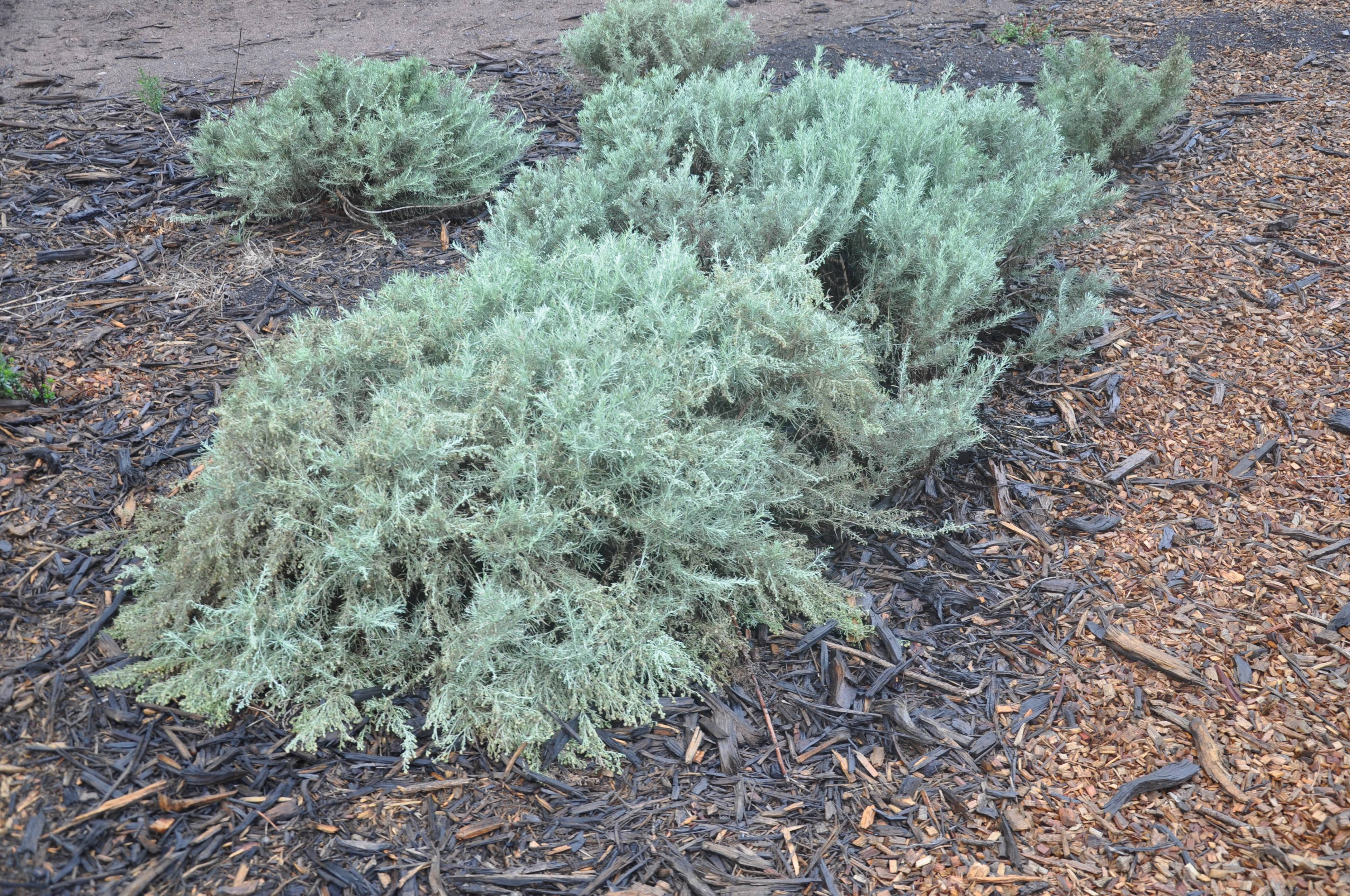 Artemisia 'Montara' - Montara | PlantMaster