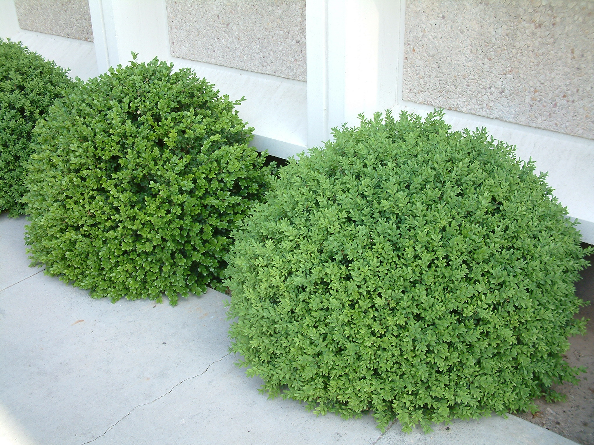 Buxus Green Gem Boxwood Hedge Green Mountain Boxwood | Gertens Garden
