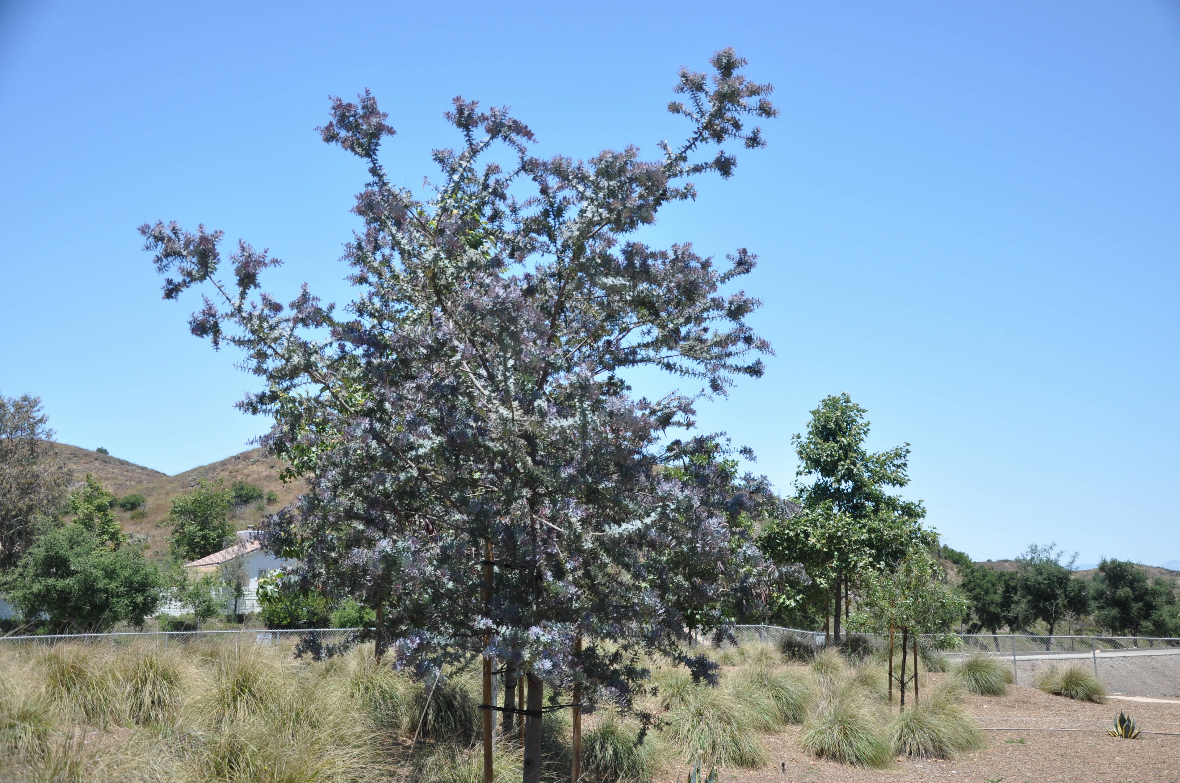 Acacia Tree Purple Leaves