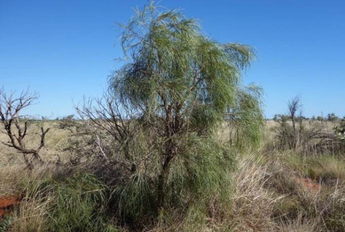 Acacia coriaceae - Desert Oak | PlantMaster