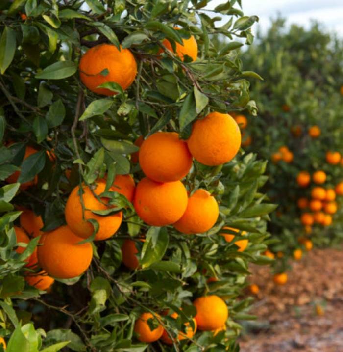 Citrus sinensis 'Valencia' - Valencia Orange | PlantMaster