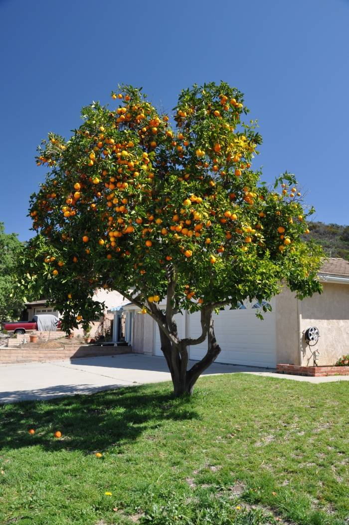 Citrus sinensis 'Valencia' - Valencia Orange | PlantMaster