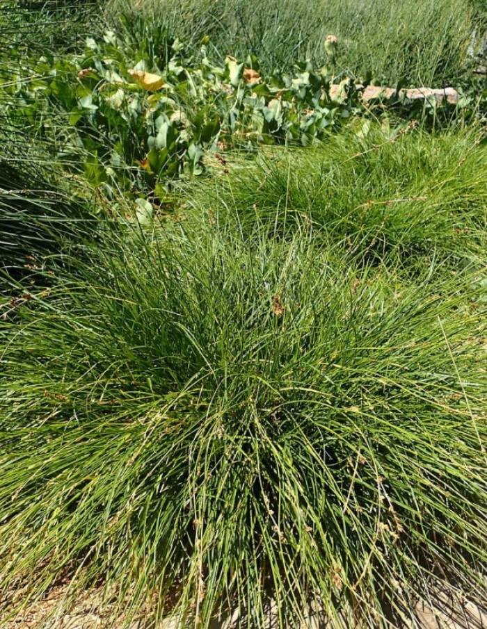 Carex tumulicola - Berkeley Sedge | PlantMaster