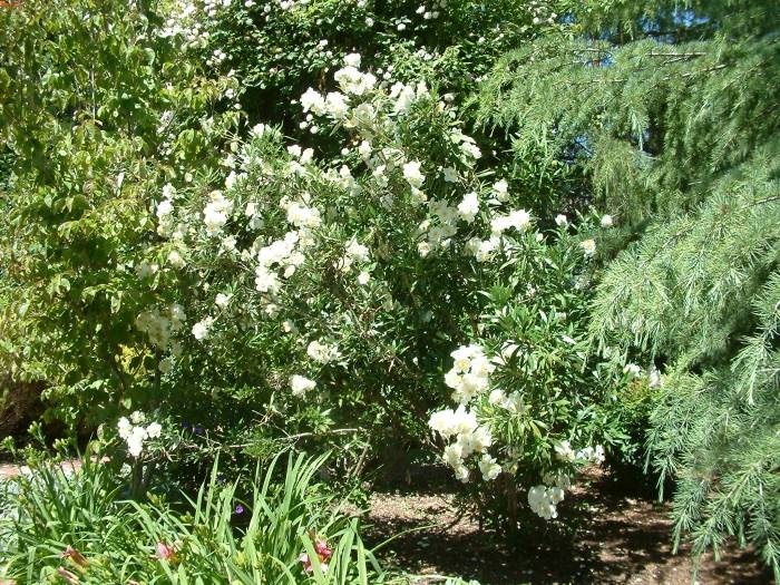 Carpenteria californica - Bush Anemone | PlantMaster