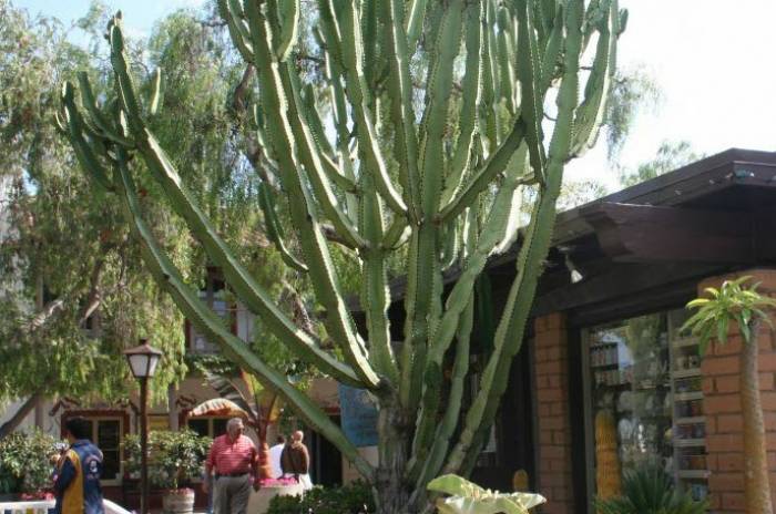 Euphorbia ammak 'Green' - African Candelabra | PlantMaster