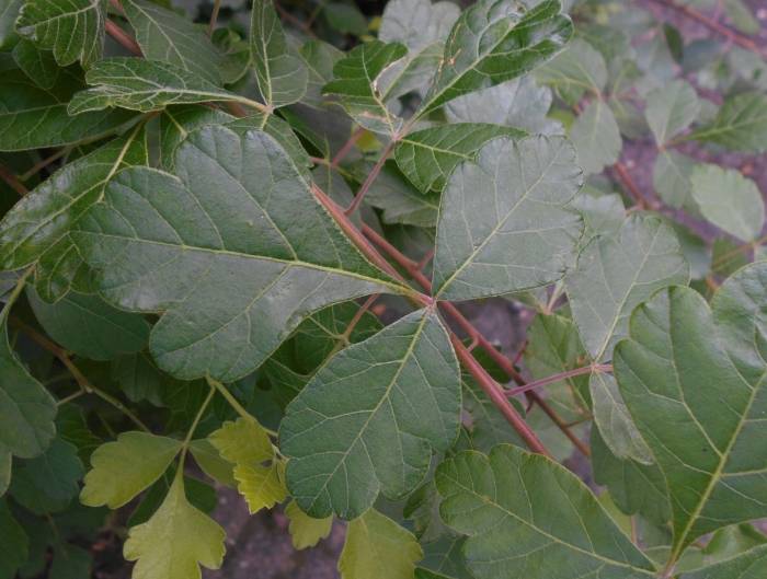 Rhus aromatica - Fragrant Sumac | PlantMaster