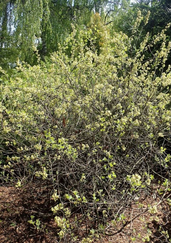 Rhus aromatica - Fragrant Sumac | PlantMaster