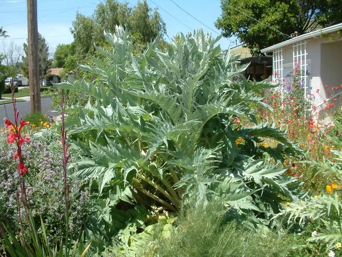 Cynara scolymus - Artichoke | PlantMaster