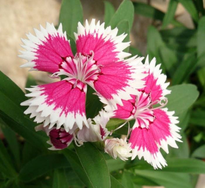 Dianthus chinensis - China Pinks | PlantMaster