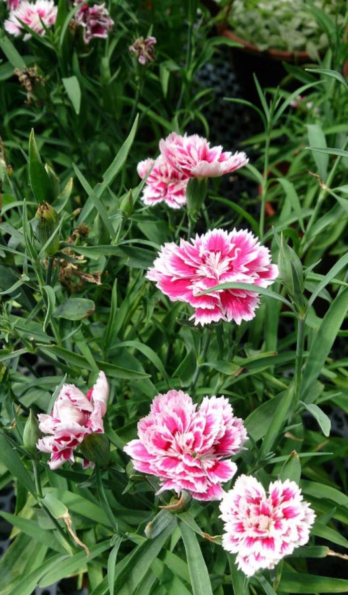 Dianthus chinensis - China Pinks | PlantMaster