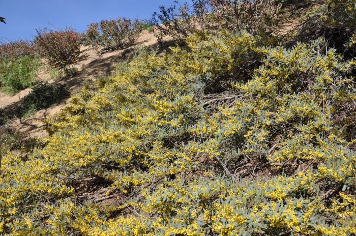 Acacia redolens - Spreading Acacia | PlantMaster