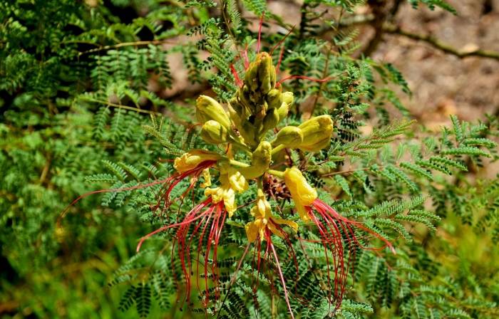 Yellow Bird Of Paradise Tree