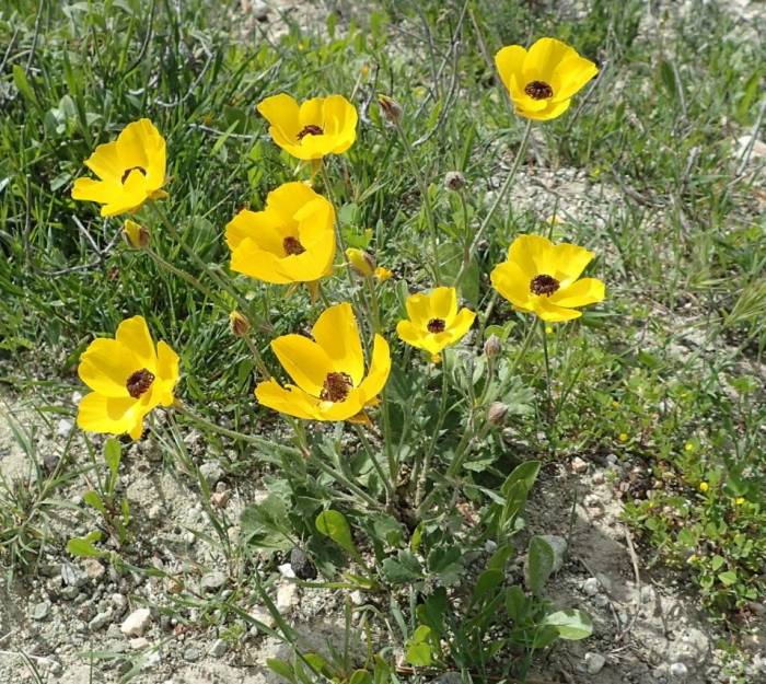 Ranunculus asiaticus - Ranunculus | PlantMaster