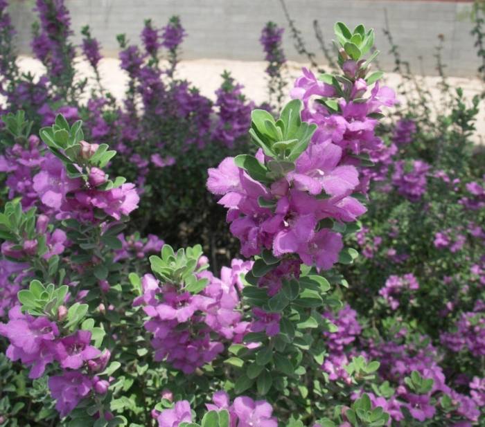 Leucophyllum frutescens - Texas Ranger | PlantMaster