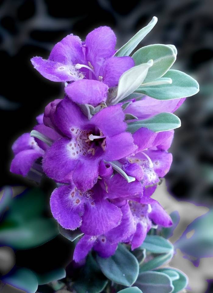 Leucophyllum frutescens - Texas Ranger | PlantMaster