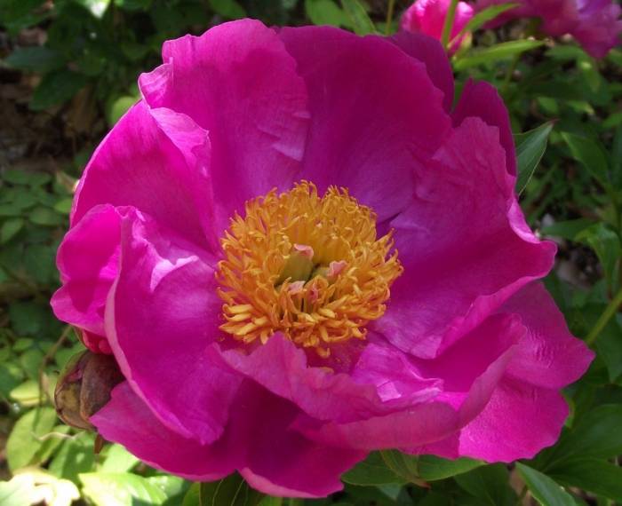 Paeonia lactiflora - Chinese Peony | PlantMaster