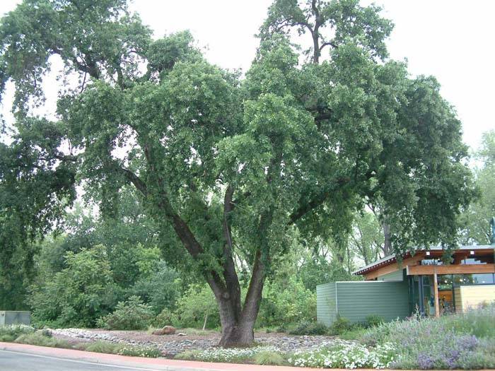 Quercus lobata - Valley Oak | PlantMaster