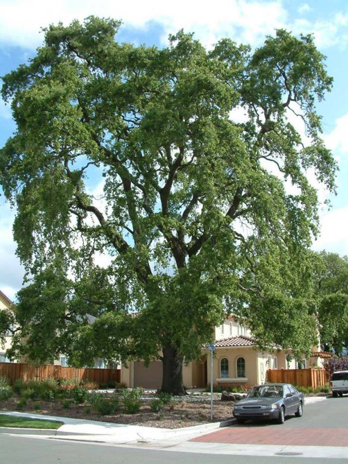 Quercus Lobata Sevenoaks Native Nursery Quercus Lobata Valley Oak