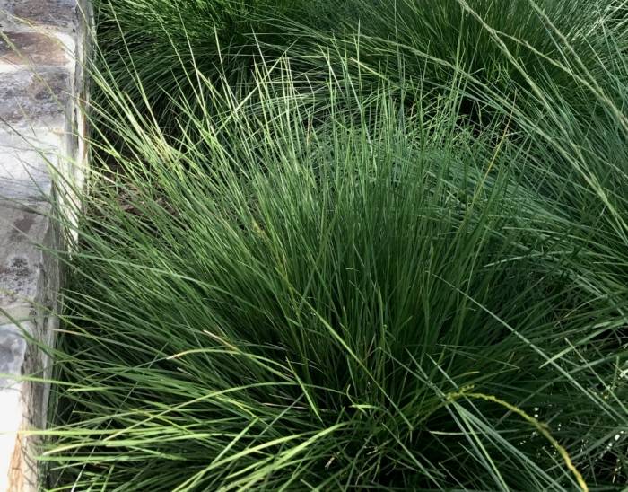 Festuca mairei - Atlas Fescue | PlantMaster