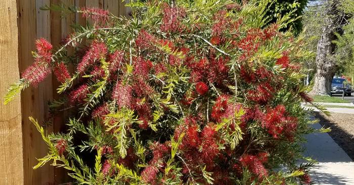 Callistemon viminalis ‘Slim™’