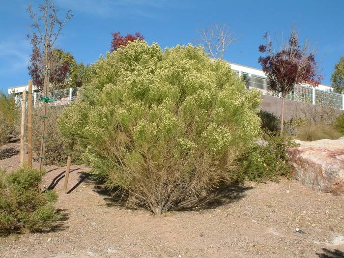 Baccharis pilularis - Dwarf Coyote Bush | PlantMaster