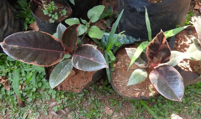 Ficus elastica 'Decora' - Rubber Tree | PlantMaster