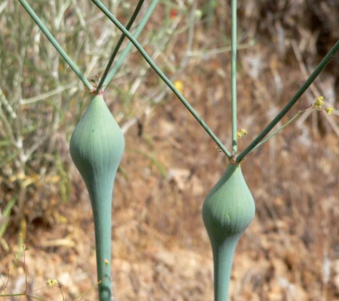 Eriogonum inflatum - Desert Trumpet | PlantMaster