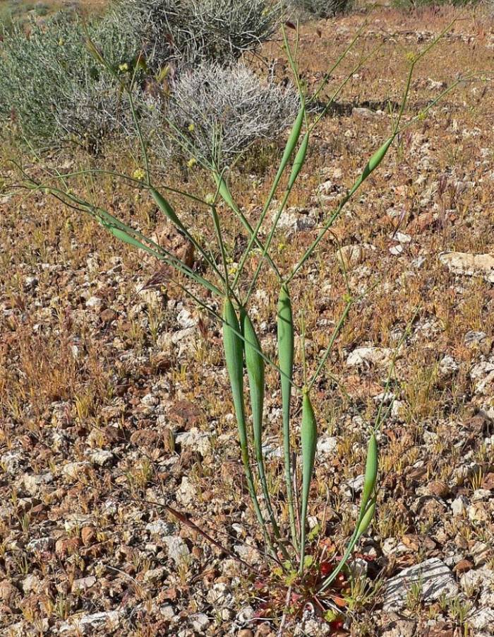 Eriogonum inflatum - Desert Trumpet | PlantMaster